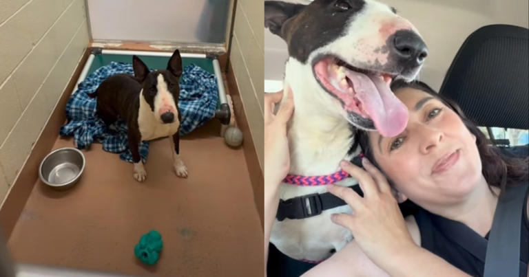 Shelter dog's fun day out gets the best possible ending ever