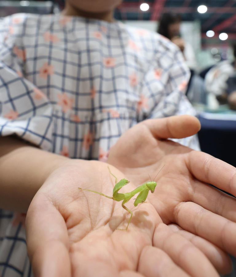 Insect experience safety questioned at Seoul competition