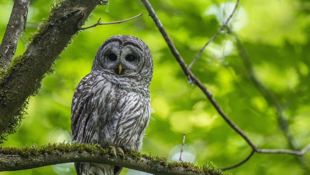 Barred owl expansion and controversial removal efforts