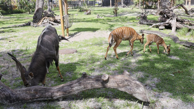 Baby boom: ZooTampa celebrates birth of white rhino calf, other rare ...