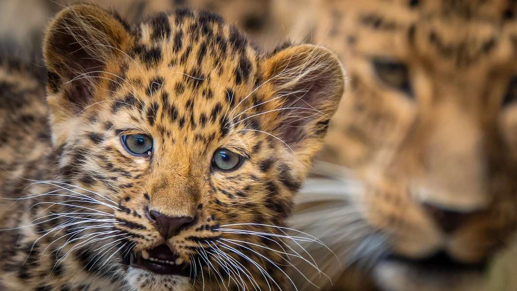 15 extraordinary and endangered animal species