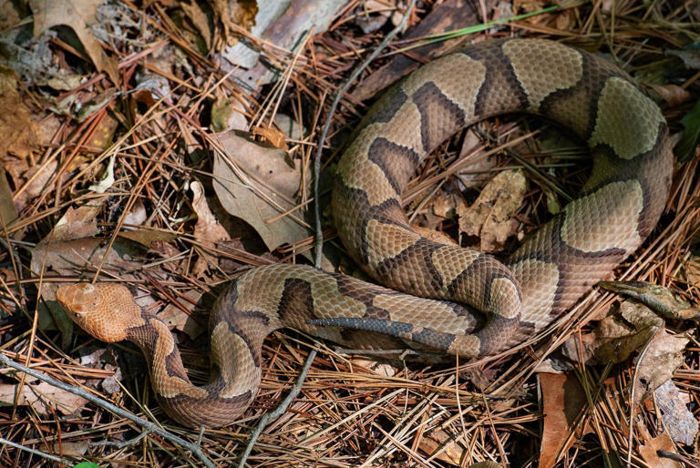 Germany players spooked by venomous snake