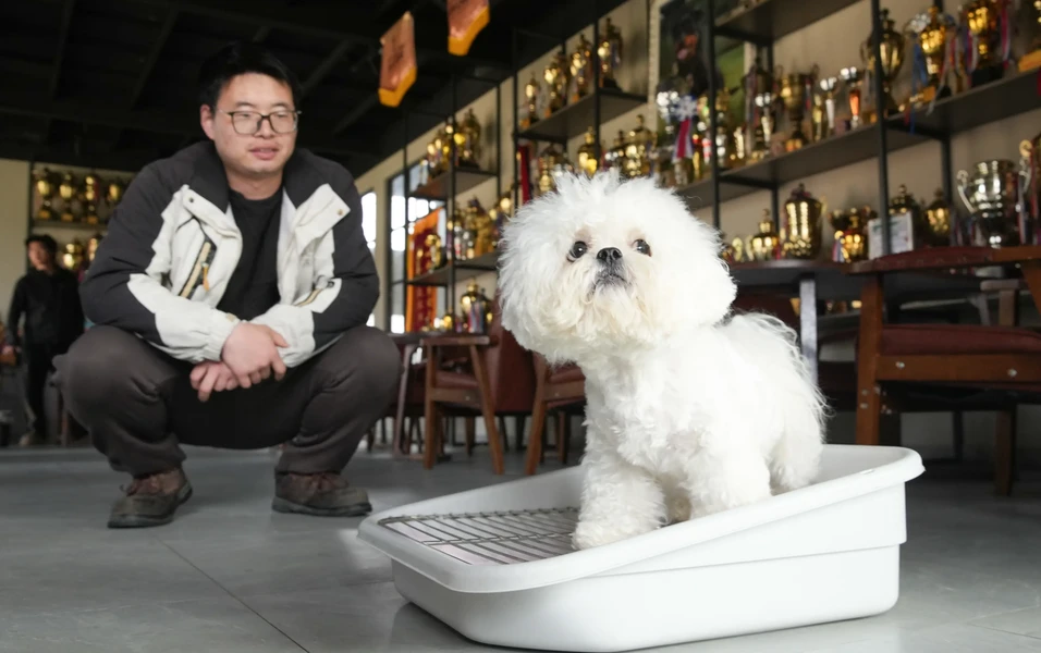 China’s puppy preschools thrive as pet spending surges