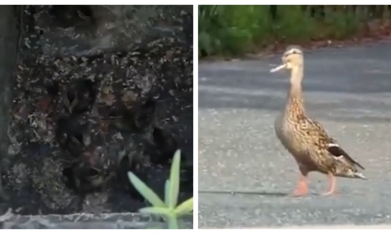 Video: Salvan a 8 patitos que cayeron a una coladera; su madre observó ...