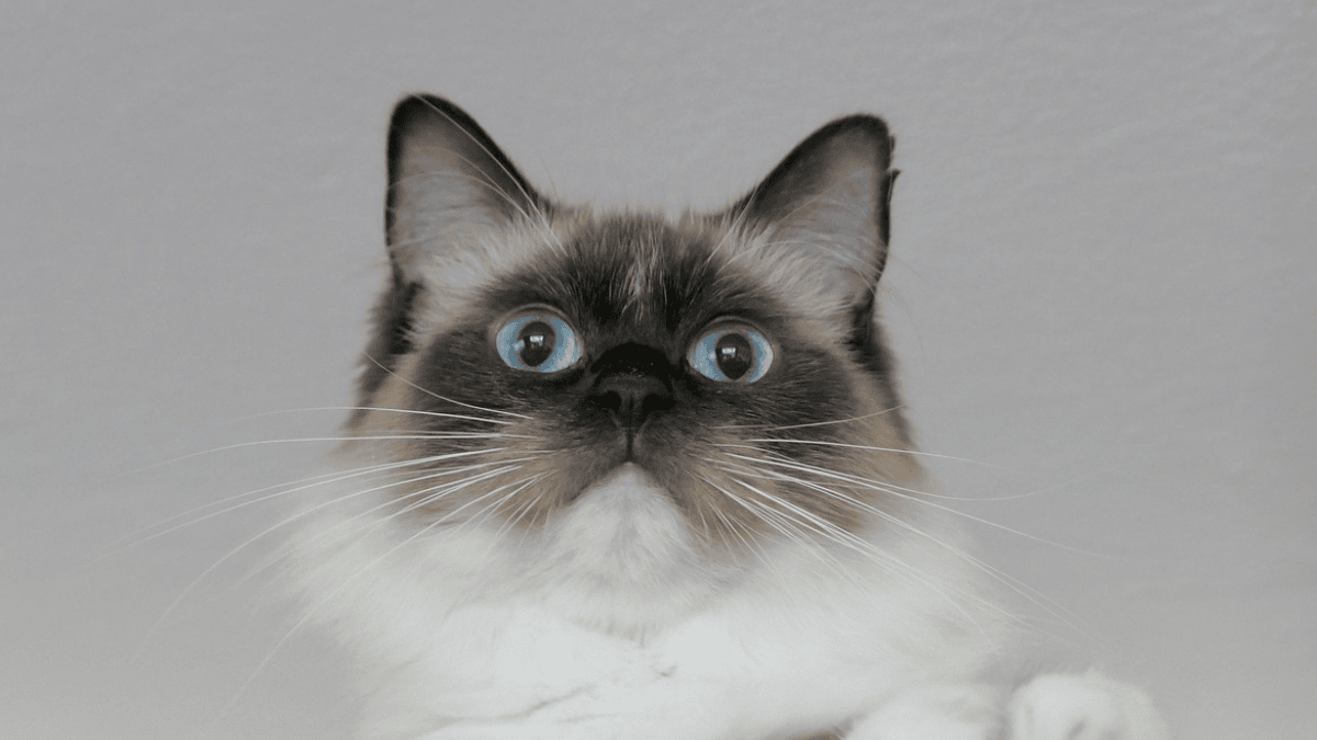 7 behaviors in your cat that could indicate kidney disease