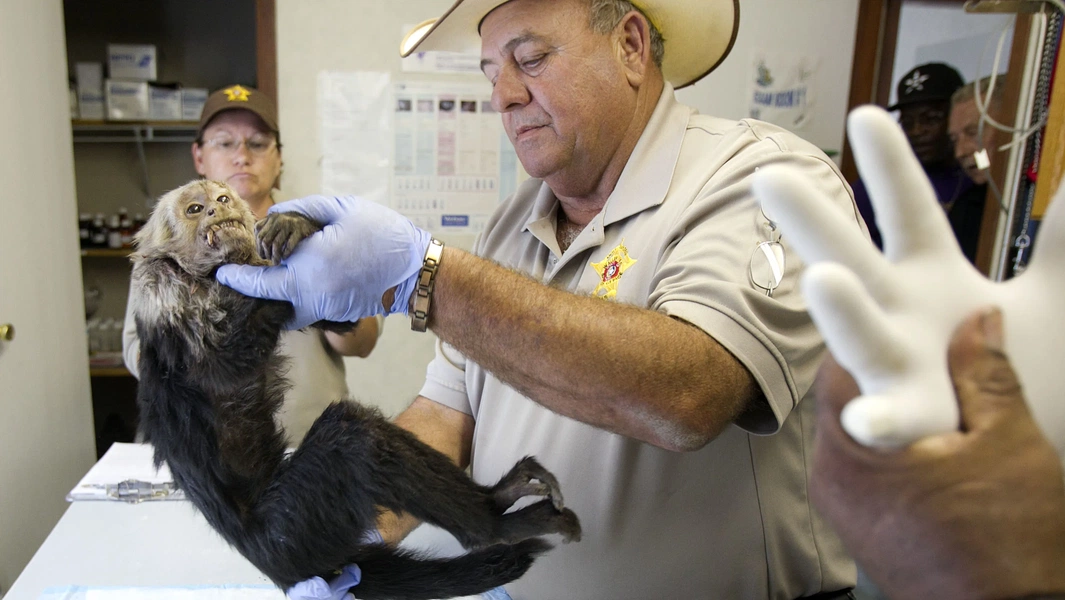 Teen considers sanctuary for cousin's aggressive pet capuchin