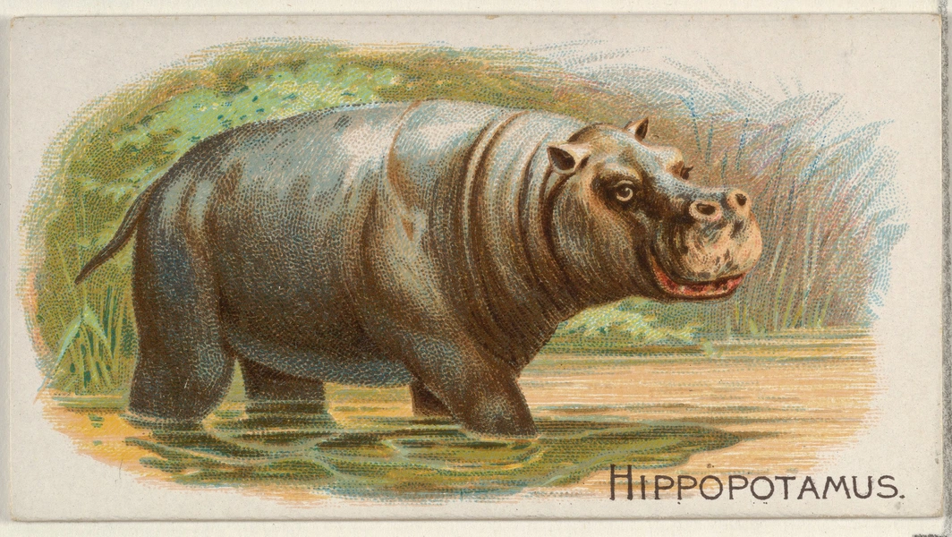 16 fascinating animal group names