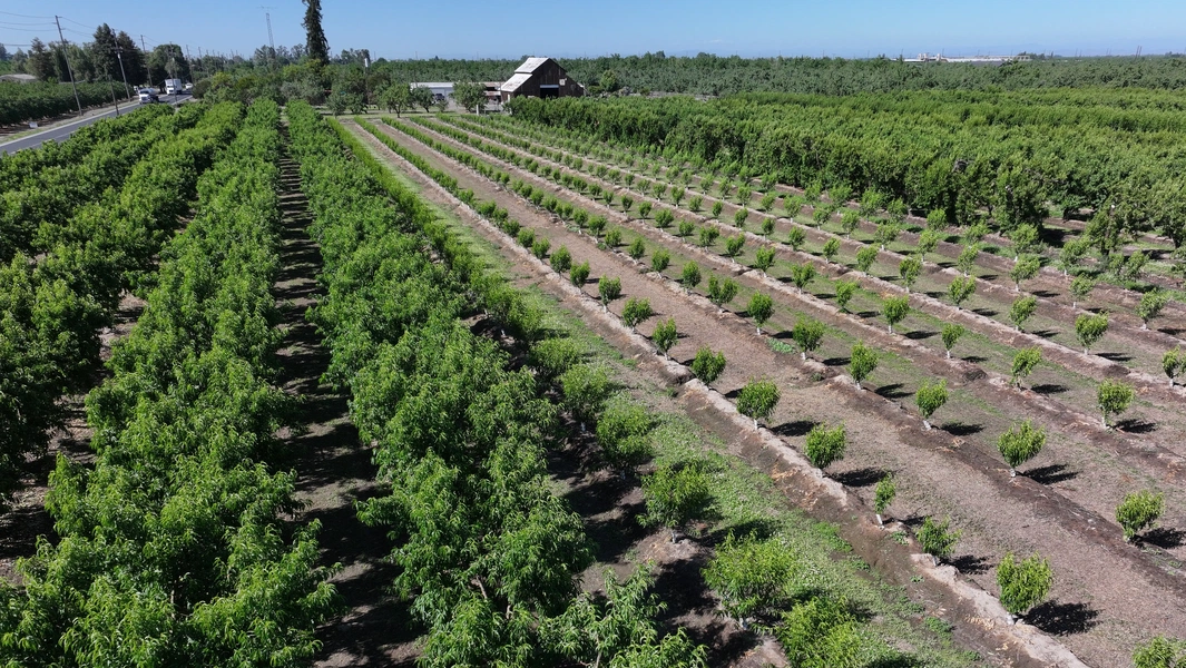 How to grow fruit trees for faster, healthier yields