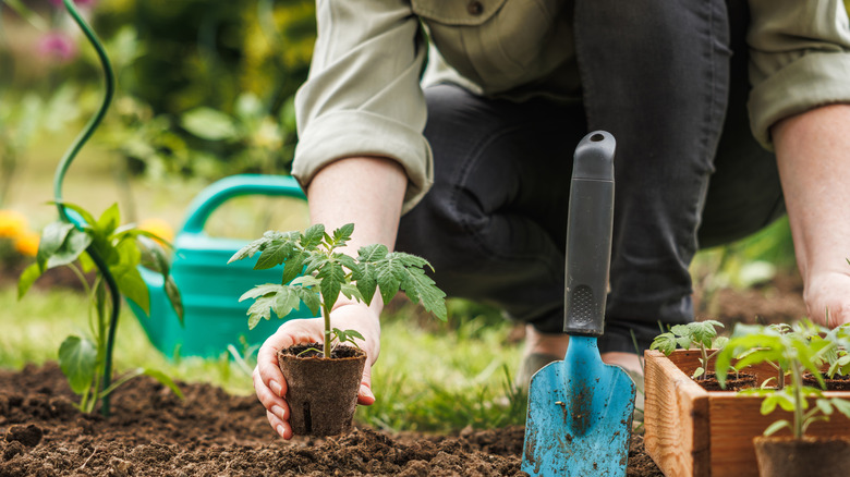 The planting trick North Texas gardeners never abandoned — and why it's ...