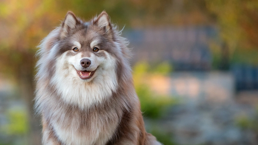 12 dog breeds with remarkable looks and features