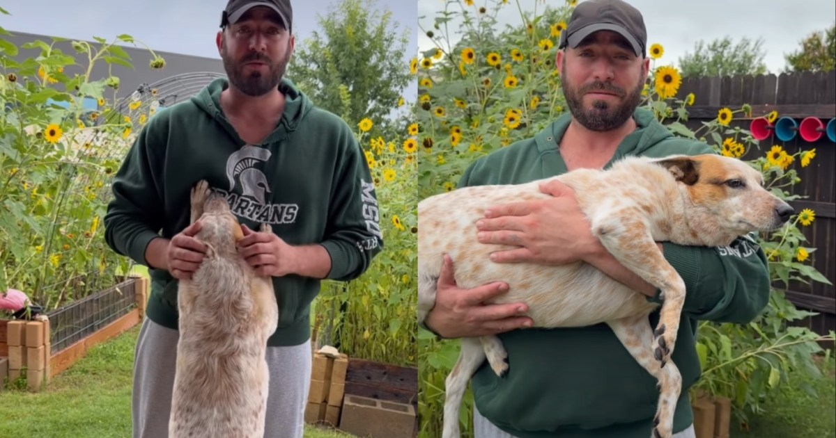 This clever dog wanted to smell the flowers without getting her paws wet