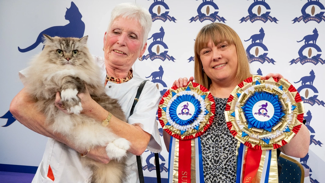 Ragamuffin cats: History, traits, and care