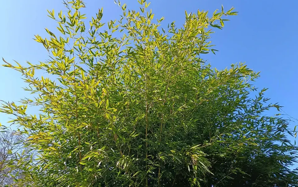 Bamboo care tips for thriving greenery