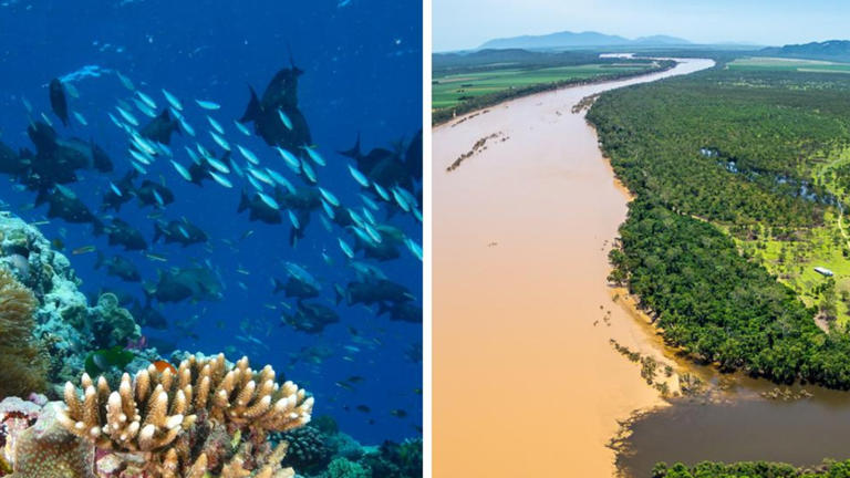 Barrier Reef future like 'cigarettes to children', report warns