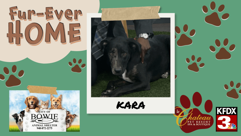 Sweet girl Kara seeks loving home: Bowie Animal Shelter