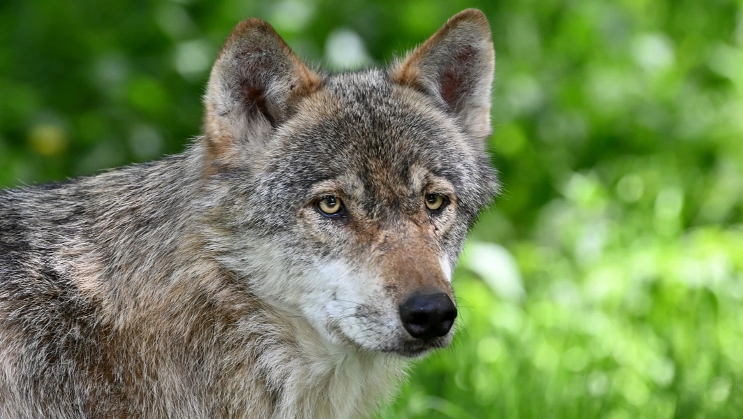 Wolves: Evolution, ecology, and human connections