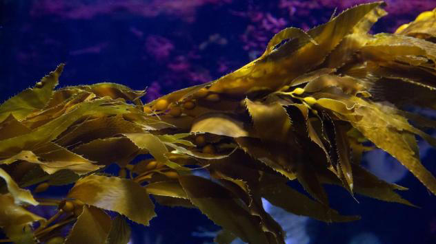 El Niño could trigger marine heat waves that threaten Pacific Ocean ...