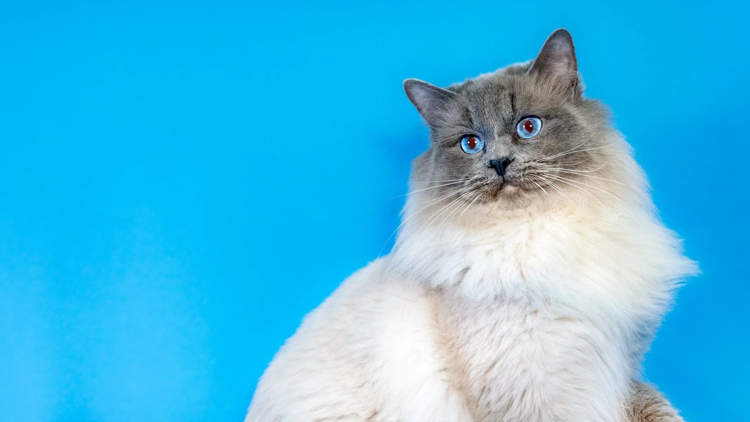 10 cat breeds ideal for family life