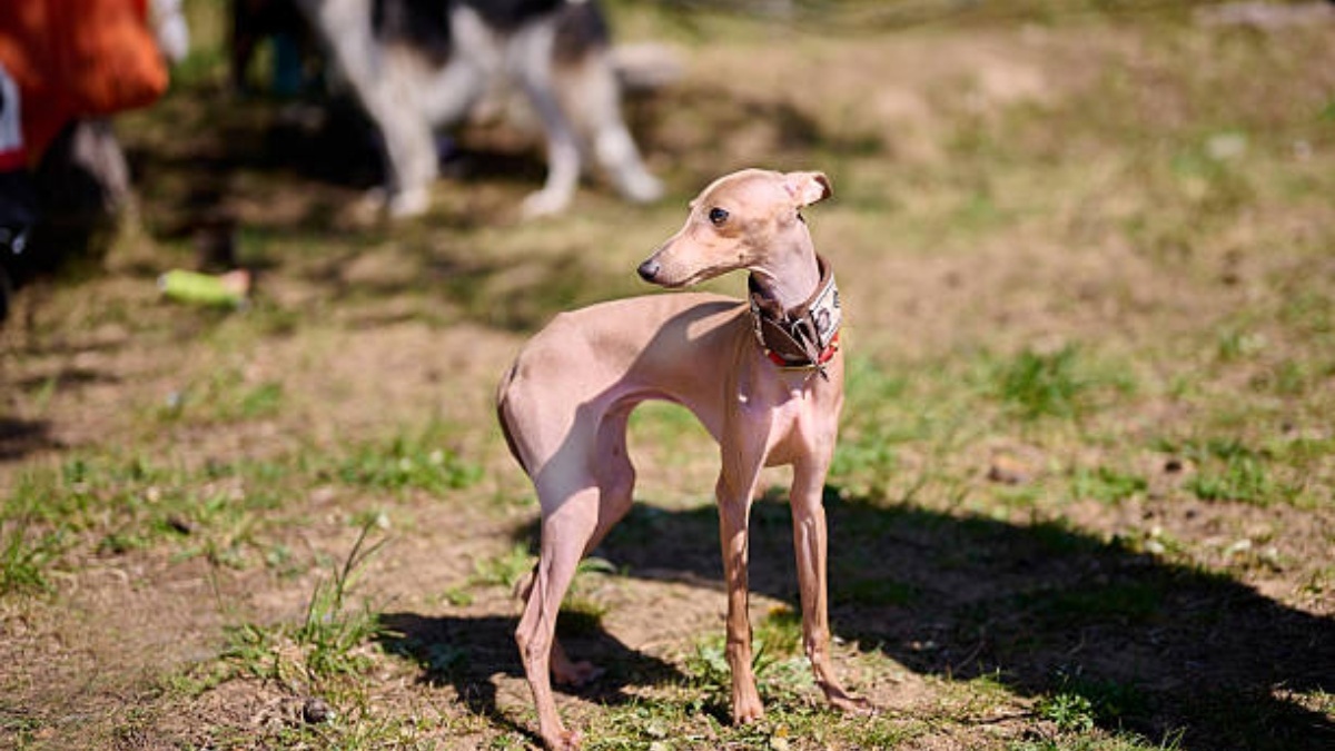 If you want a low-stress dog, these 13 breeds are worth considering
