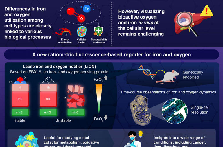 LION: A fluorescent molecule tracks iron and oxygen levels in ...
