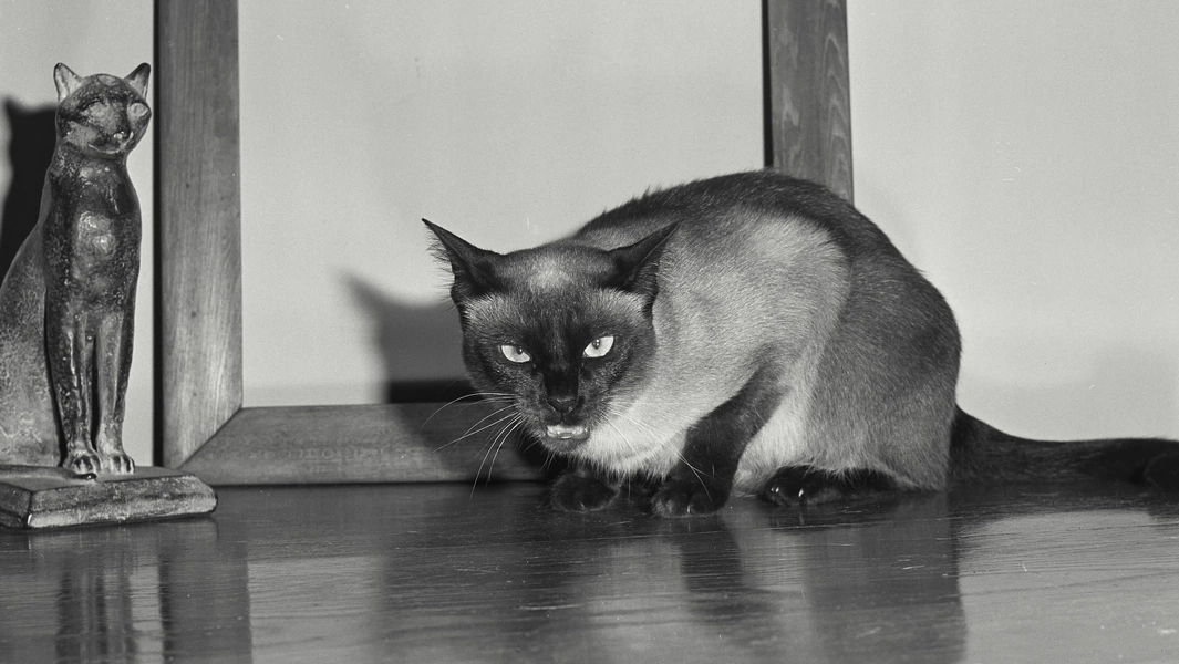 17 distinct cat sounds and their meanings