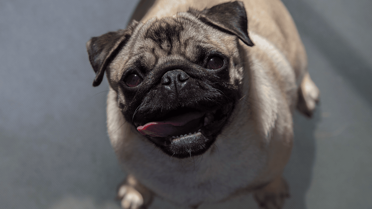 These 7 habits can make your dog trust you more