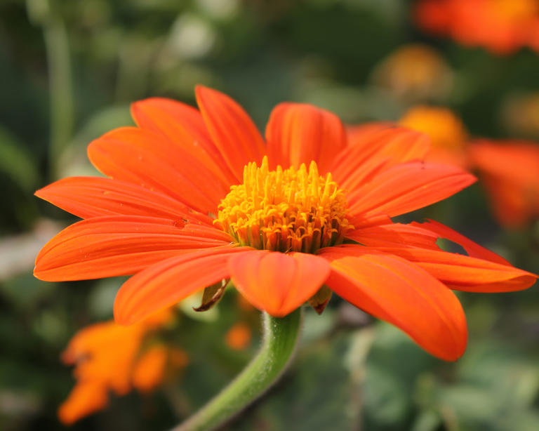 8 plants that self-seed for effortless beauty year after year