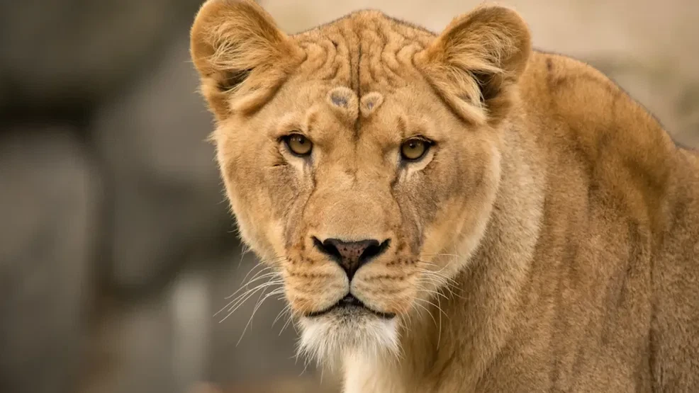 Oregon Zoo's beloved African lion Kya dies at age 18