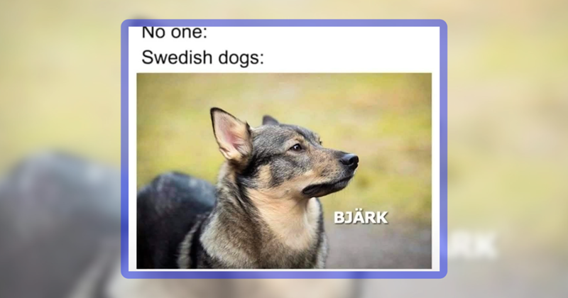 27 wholesome woofers fetching you fido fun featuring dog memes