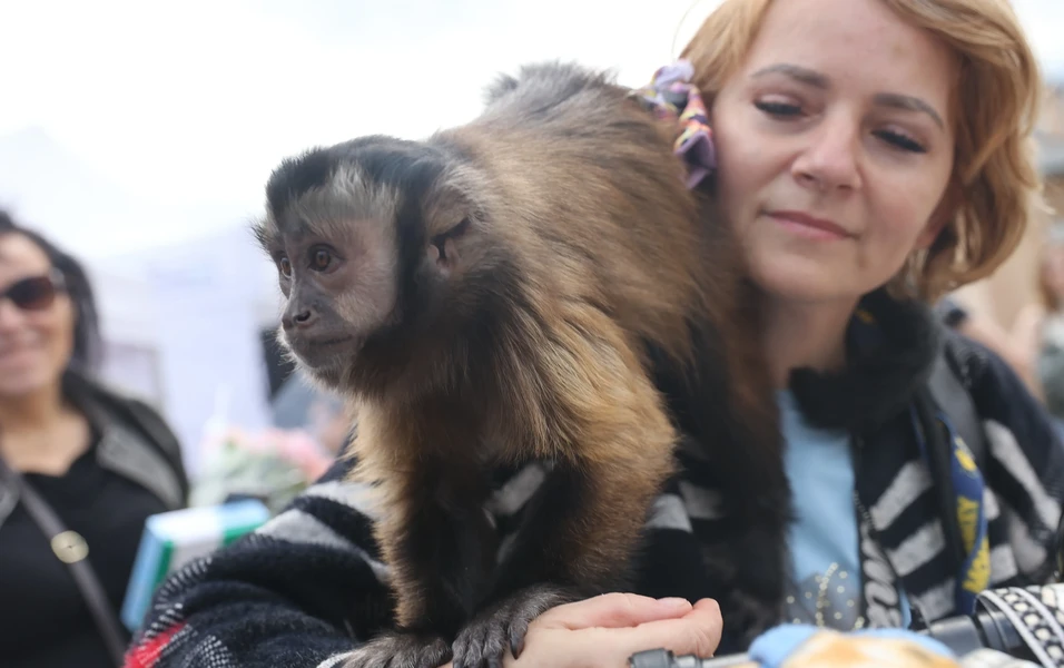 Teen considers sanctuary for cousin's aggressive pet capuchin