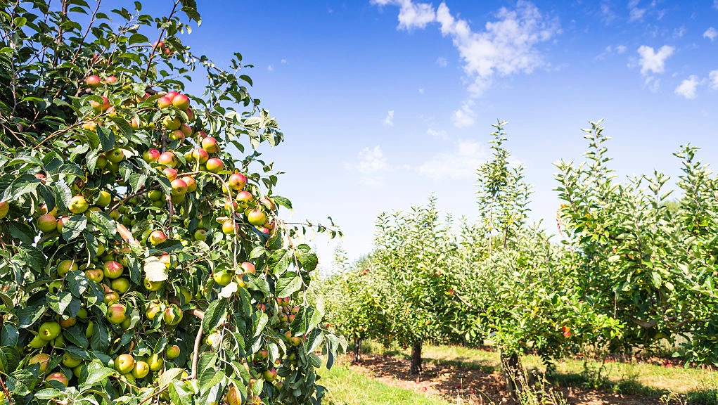 How to grow fruit trees for faster, healthier yields