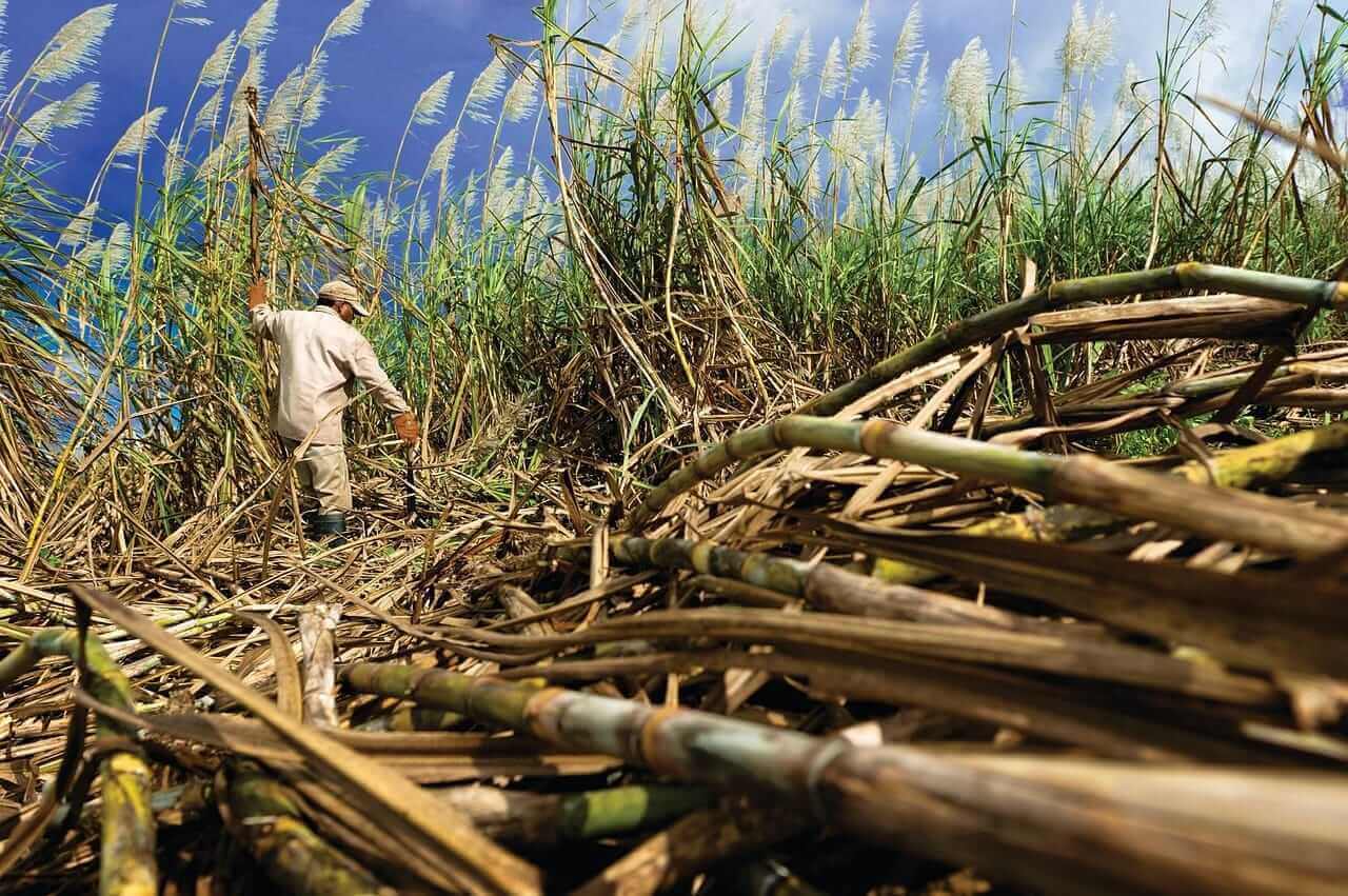 Sugar prices rebound on India crop concerns