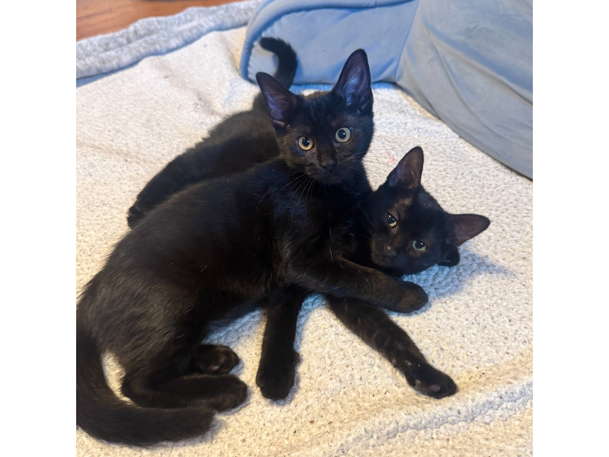 Bonded black kittens Luna and Nova seek home together: Huntington ...