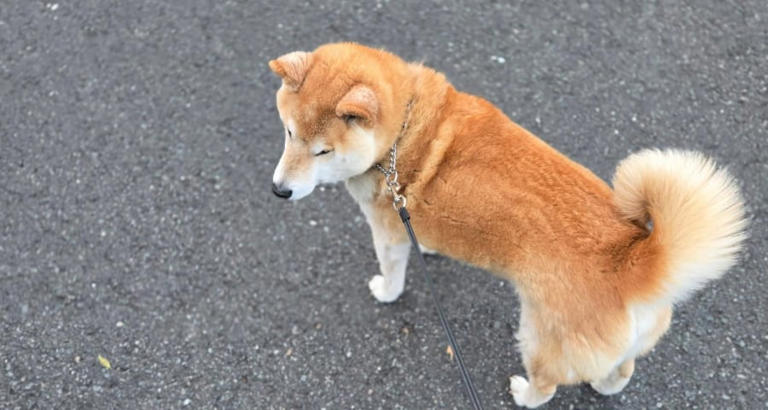 14-year-old stolen dog reunited with family in Kirkland after week-long ...