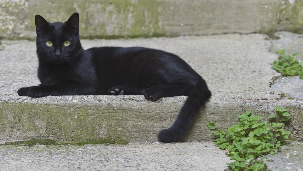 Black cats: Myths, facts, and care