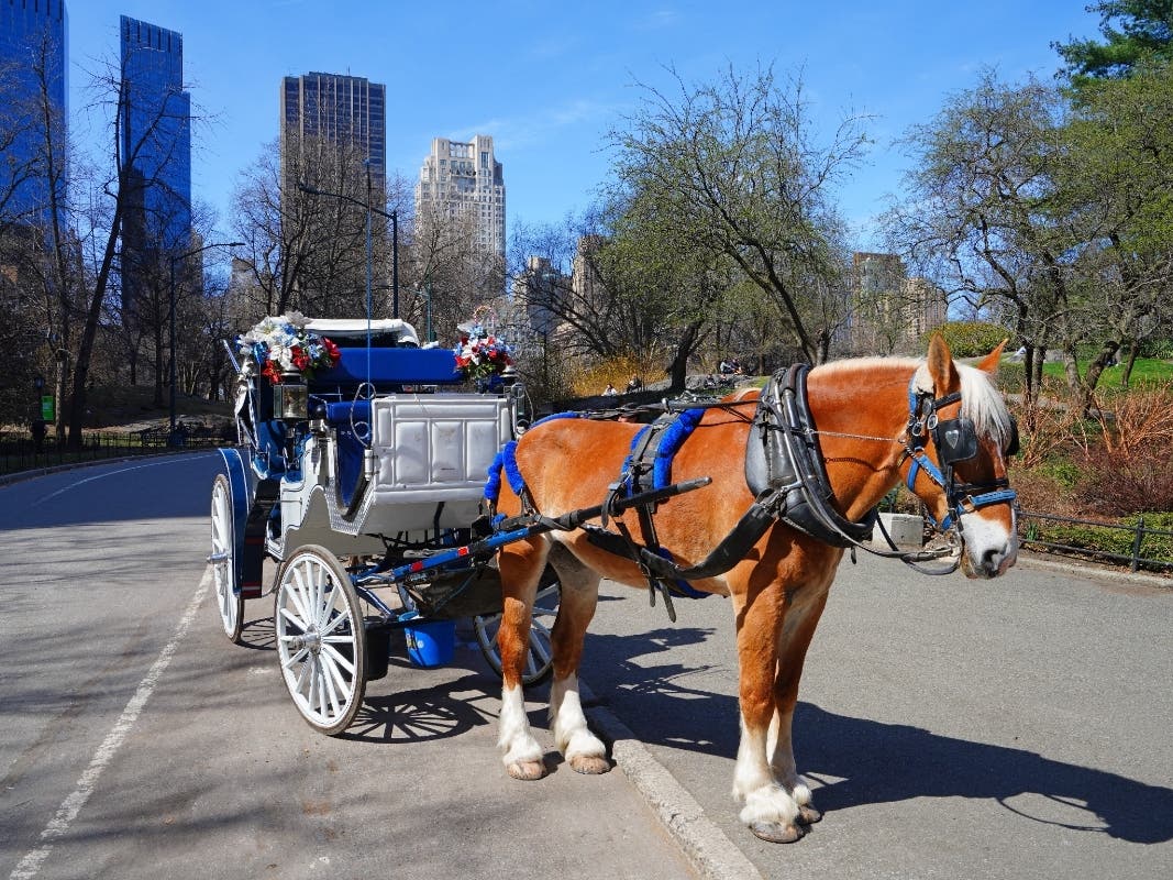 NYC carriage horse killed by toxic plant, prompting finger pointing