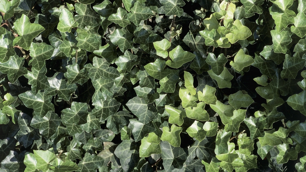 17 plants that attract and shelter snakes