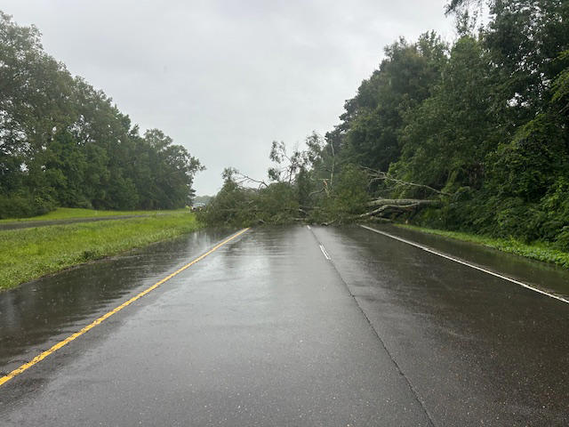 Fallen tree blocks road, damages car in West Feliciana Parish