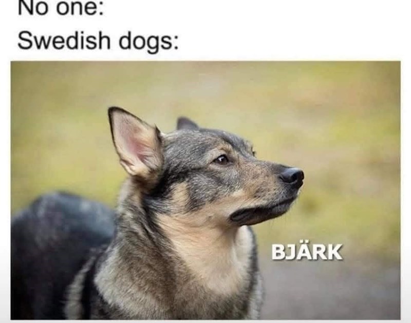 27 wholesome woofers fetching you fido fun featuring dog memes