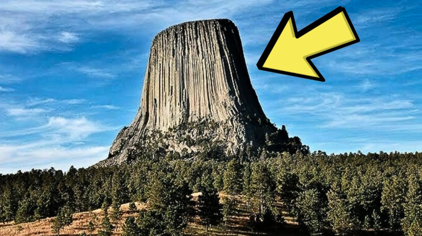 Scientists discover secret inside world’s largest tree
