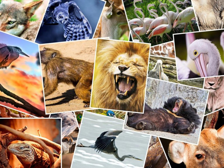Forschung: Bundeswehr plant mehr Projekte mit Tierversuchen