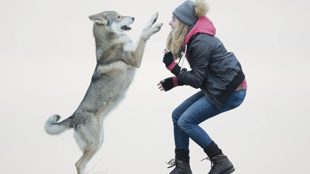 9 dog breeds with wolf-like features
