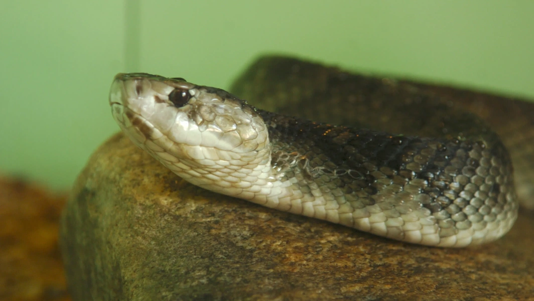 Snake-rich waterways of the southeastern US