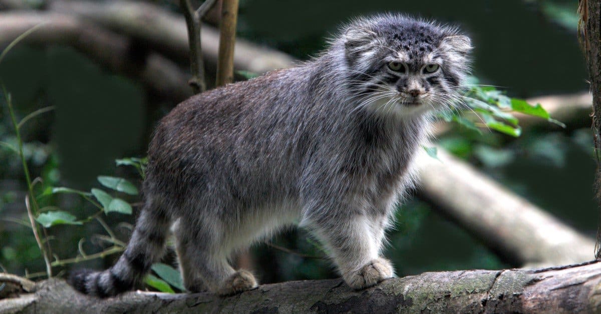 10 wild cats that are no bigger than your pet cat