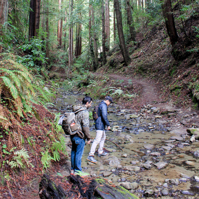 Santa Cruz trail study reveals how mountain lions and outdoor ...