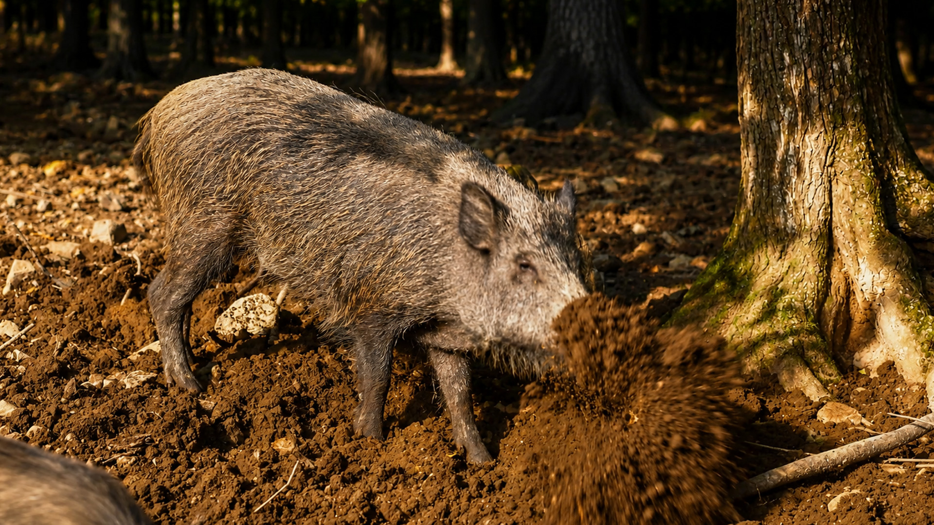 Trail camera reveals how wild boars search for food in the wild