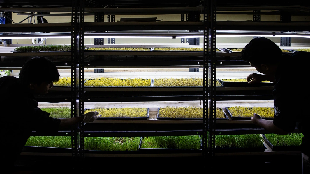 9 creative vertical gardening solutions for small spaces