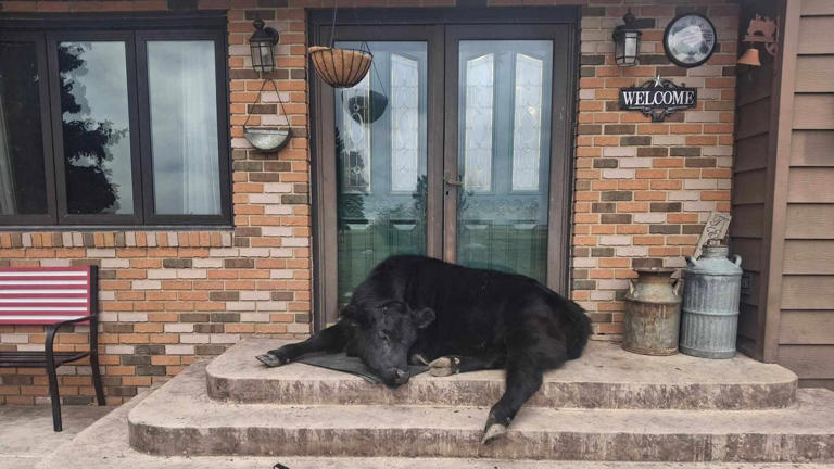 Daisy the porch cow entertains Bottineau woman, becomes internet sensation