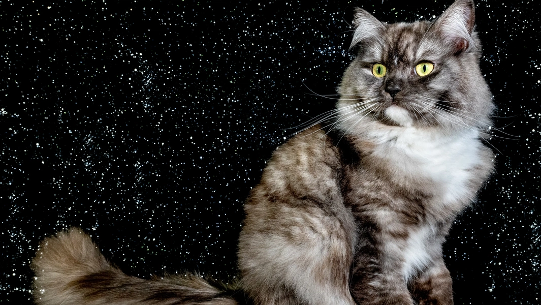 Ragamuffin cats: History, traits, and care