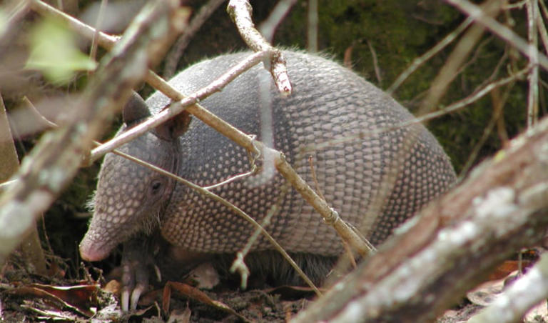 Invasive armadillos on the rise in western NC, officials warn